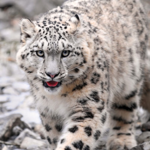 Snow Leopards in Mongolia Update - People's Trust for Endangered Species