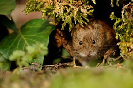 Bank vole - People's Trust for Endangered Species