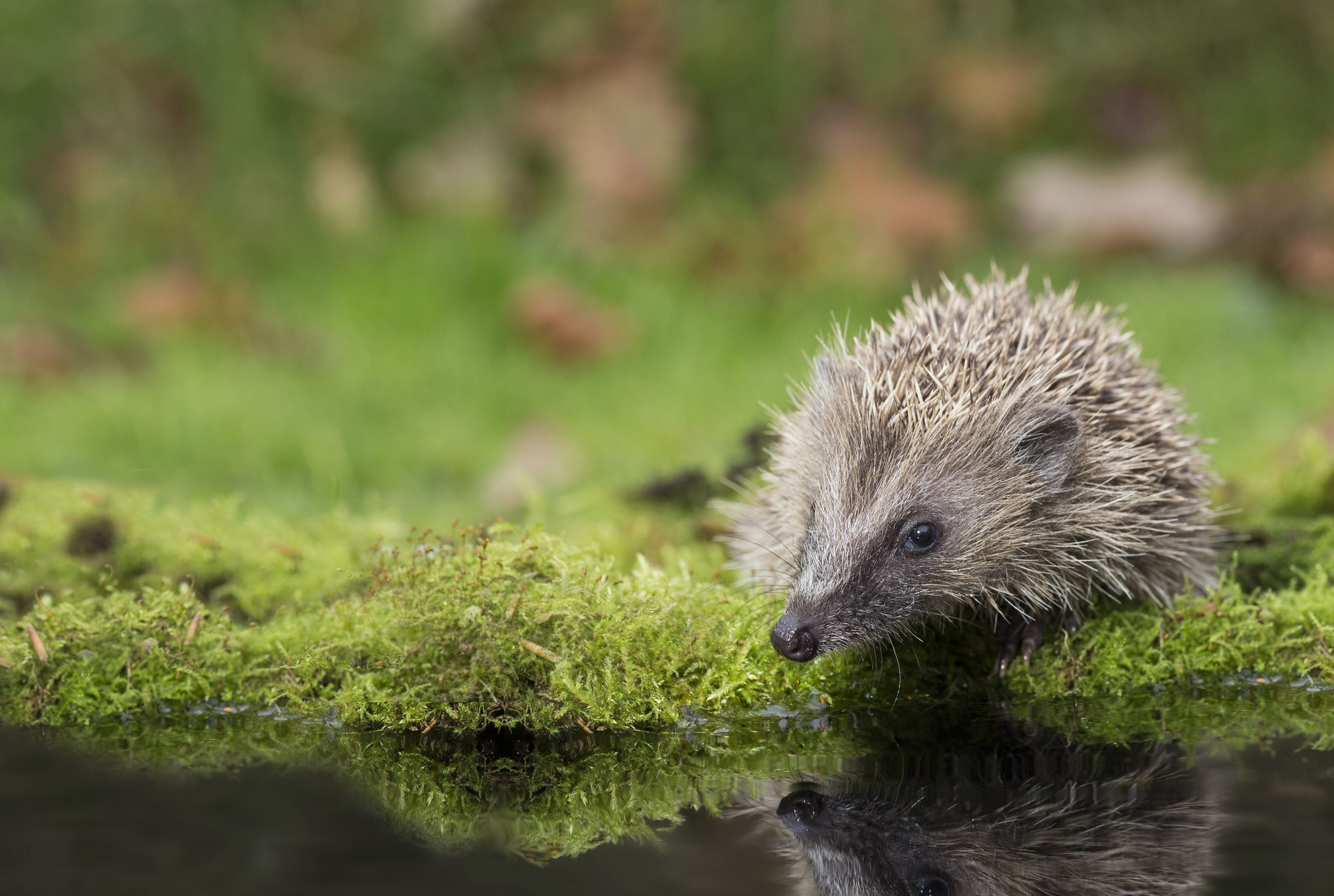 Hedgehogs - Peoples Trust for Endangered Species