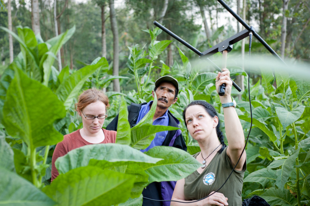 Anna Nekaris radio tracking slow lorises by Little Fireface Project ...