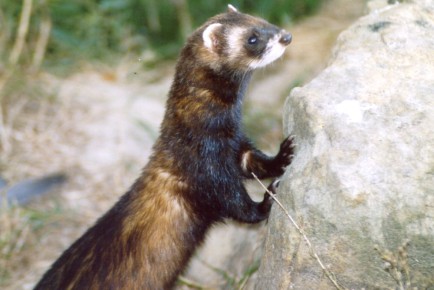 Polecat - People's Trust for Endangered Species