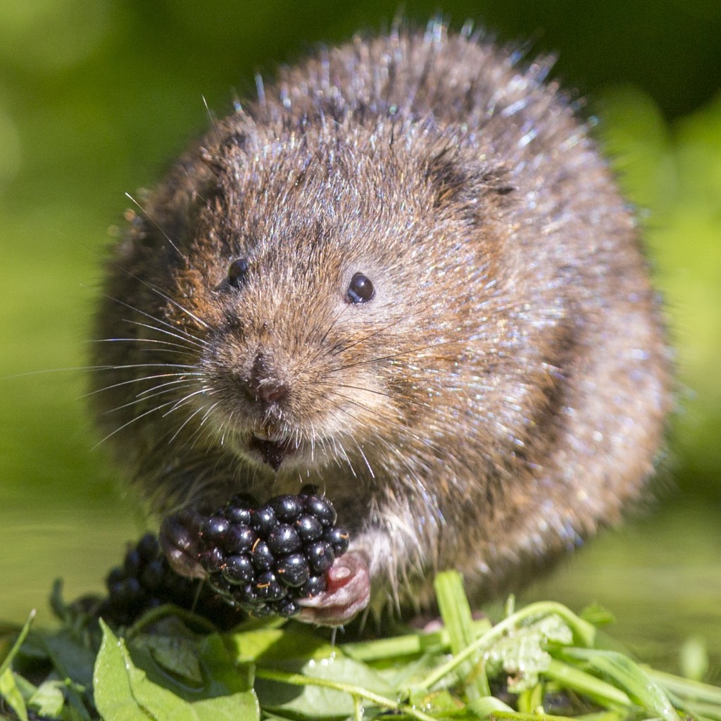Water vole with blackberry resized by Ian Schofield Shutterstock ...