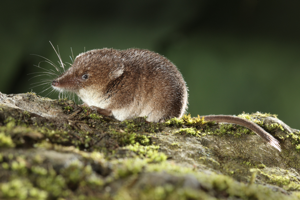 Common shrew by Shutterstock.com/Erni - People's Trust for Endangered ...