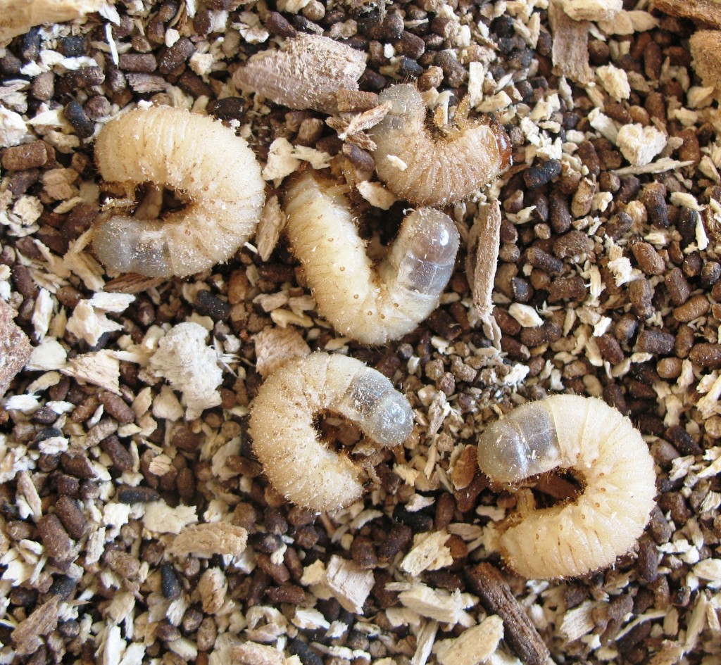 noble chafer beetle larvae - People's Trust for Endangered Species