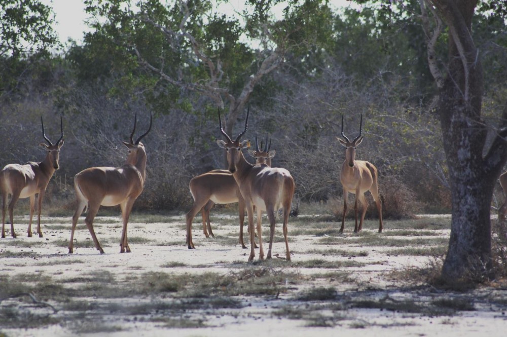 Hirolas in Kenya - Peoples Trust for Endangered SpeciesPeoples Trust ...
