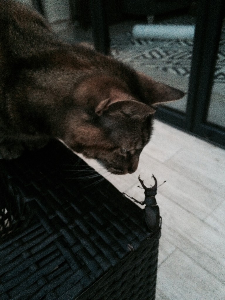 Stag and cat by Ana Page - People's Trust for Endangered Species