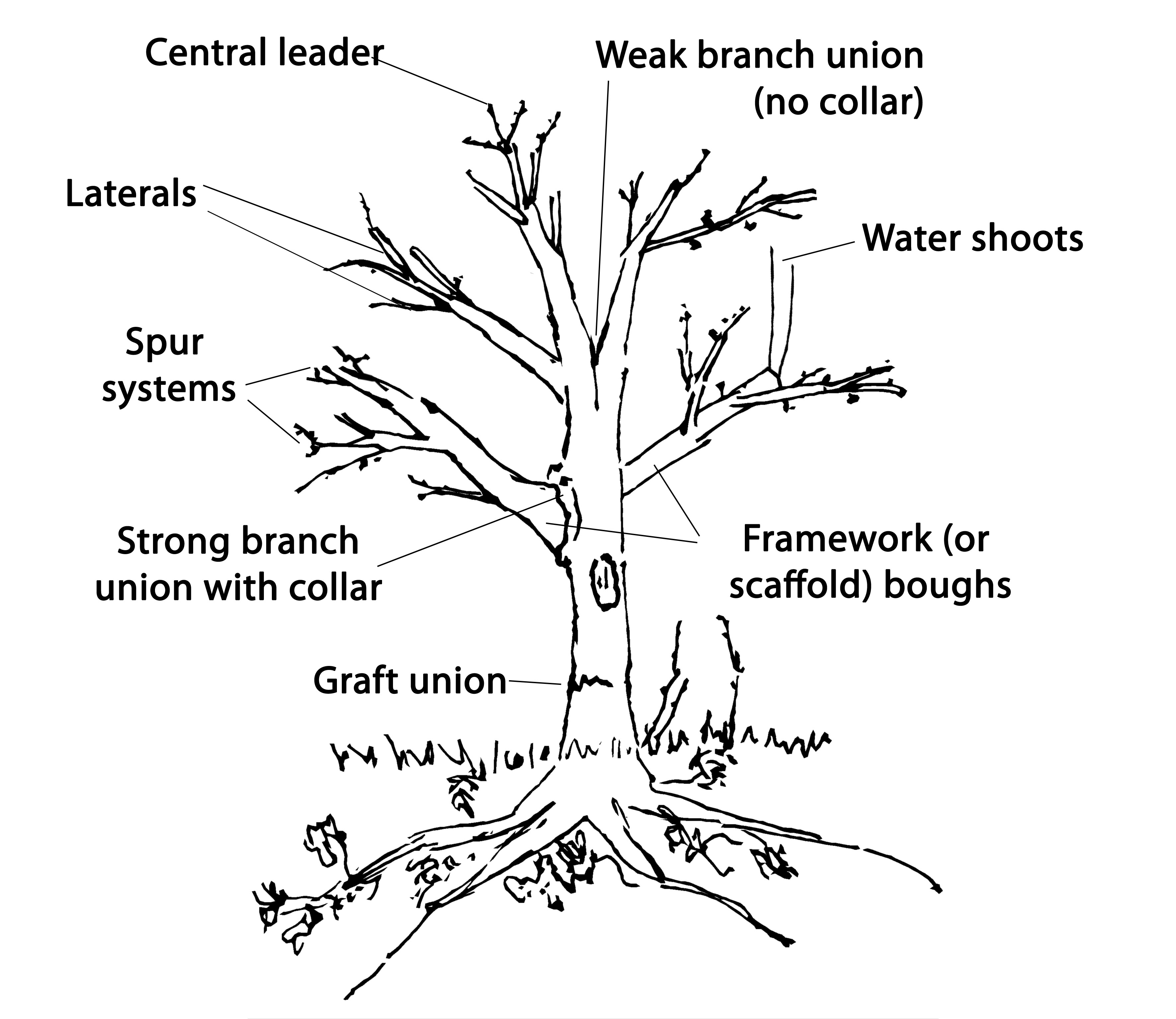 Tree Diagram Cutout Reduced People s Trust For Endangered Species