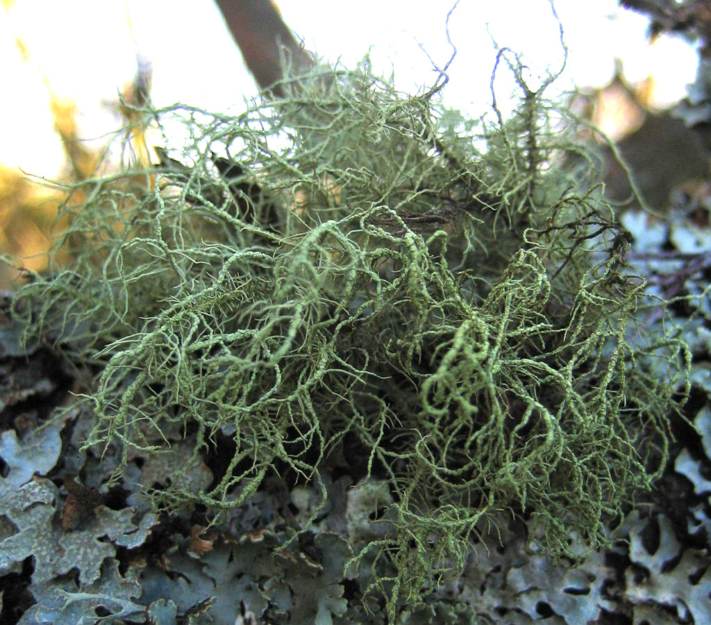 Usnea spp. - People's Trust for Endangered Species