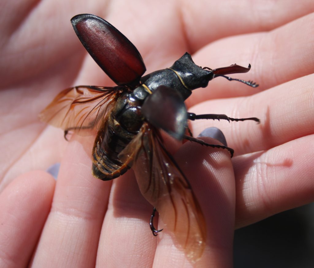 Stag beetles in Europe - People's Trust for Endangered Species