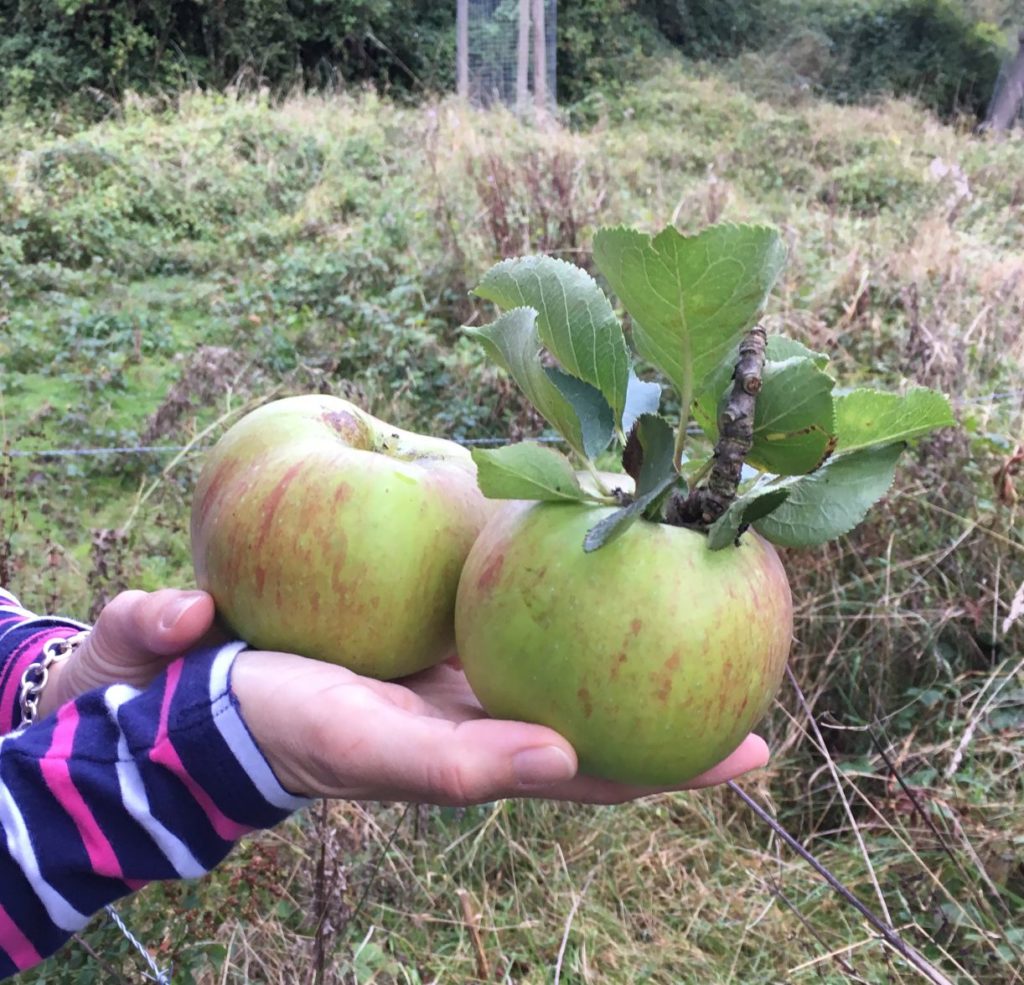 freshly picked Bramleys - People's Trust for Endangered Species
