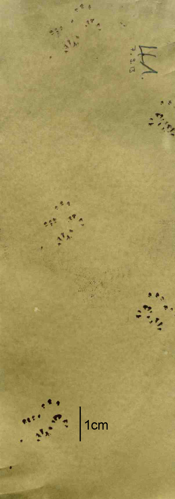 Hazel Dormouse Footprints Simone Bullion People s Trust For Hazel Dormouse Footprints Simone Bullion People s Trust For
