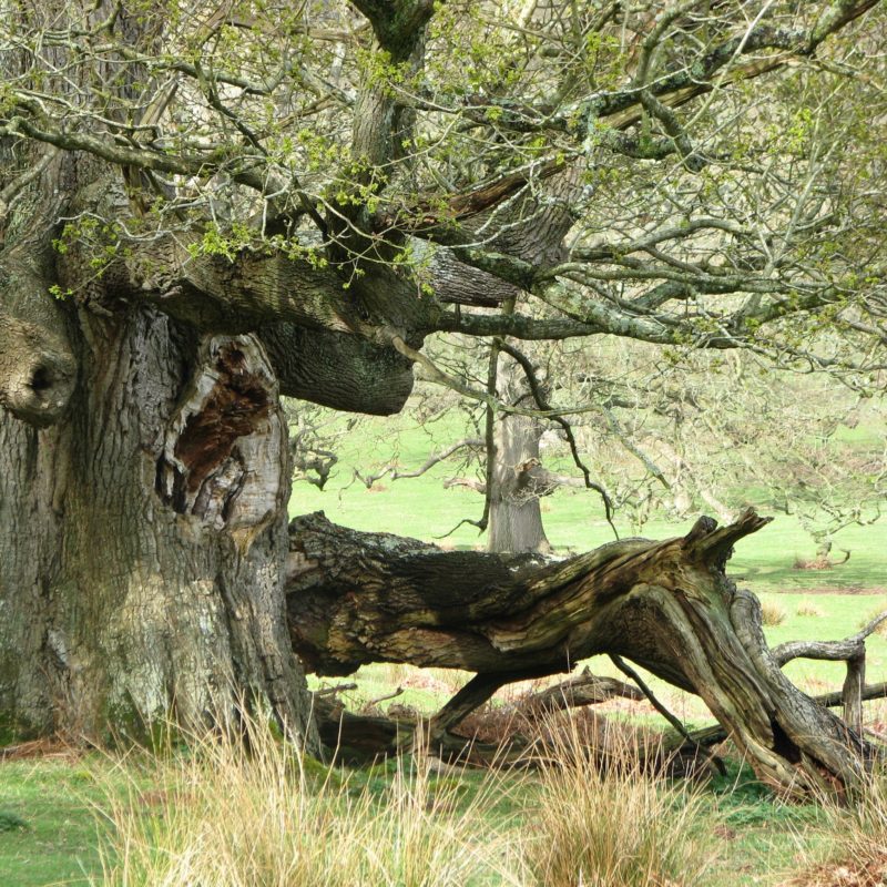 Veteran Oak in wood pasture. Moccas Park - People's Trust for ...