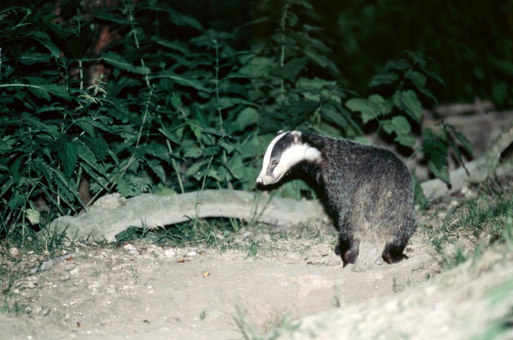 badger by Dr Richard W. Yarnell - People's Trust for Endangered Species