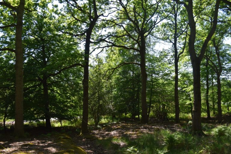 Tall oaks in woodland - People's Trust for Endangered Species