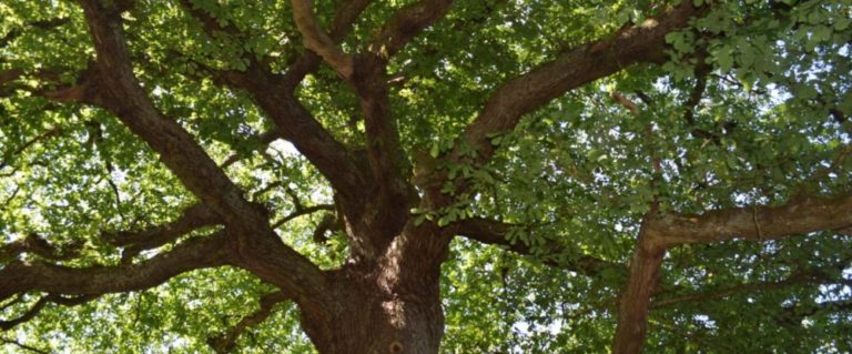 Open Grown Trees - People's Trust for Endangered Species