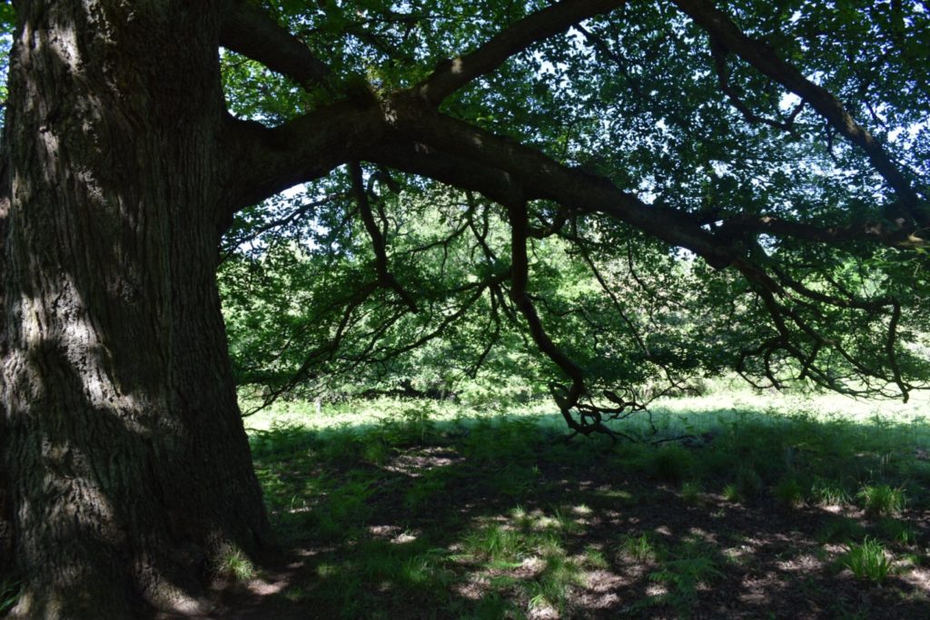 veteran open grown oak low limbs - People's Trust for Endangered Species