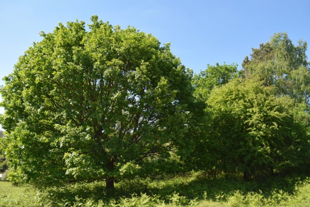 young open grown oak - People's Trust for Endangered Species