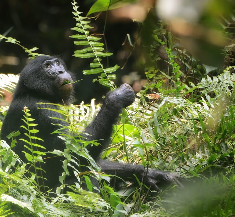 Bonobo reserve management- PTES conservation project