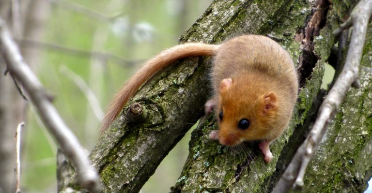 Hazel dormouse by KatPaws - People's Trust for Endangered Species