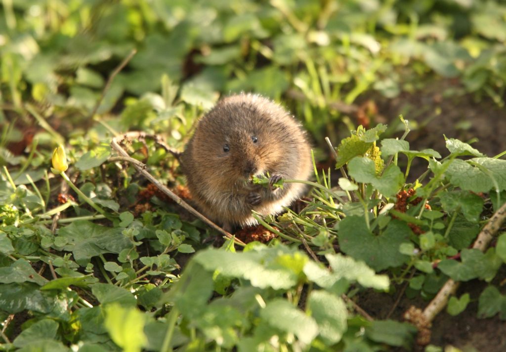Water vole - People's Trust for Endangered Species