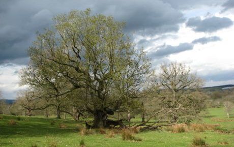 UK Wood Pasture & Parkland Network - People's Trust for Endangered Species