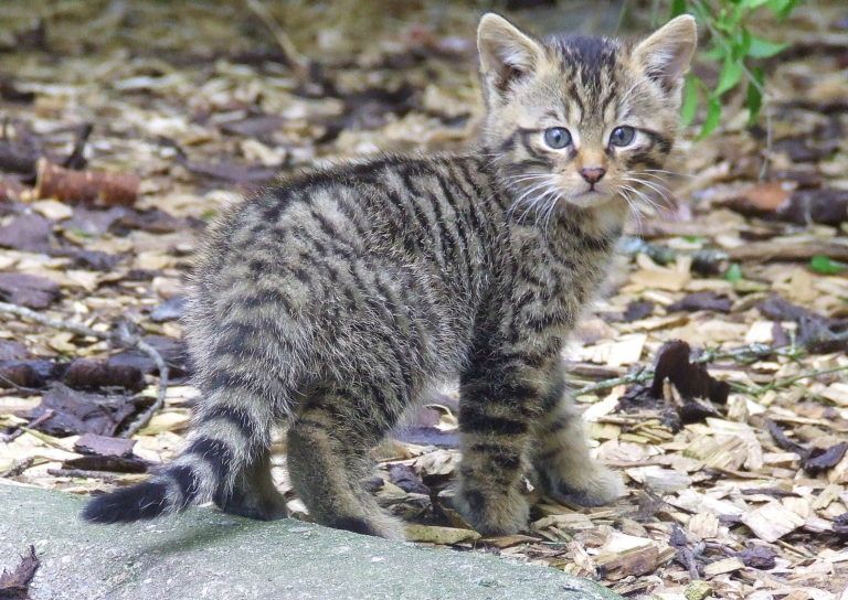 Hybridisation in Scottish wildcats - People's Trust for Endangered Species