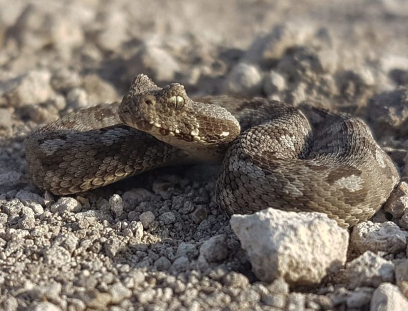 Albany adders in South Africa - People's Trust for Endangered Species