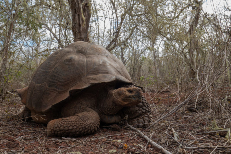 Galapagos Giant Tortoises - People's Trust for Endangered Species