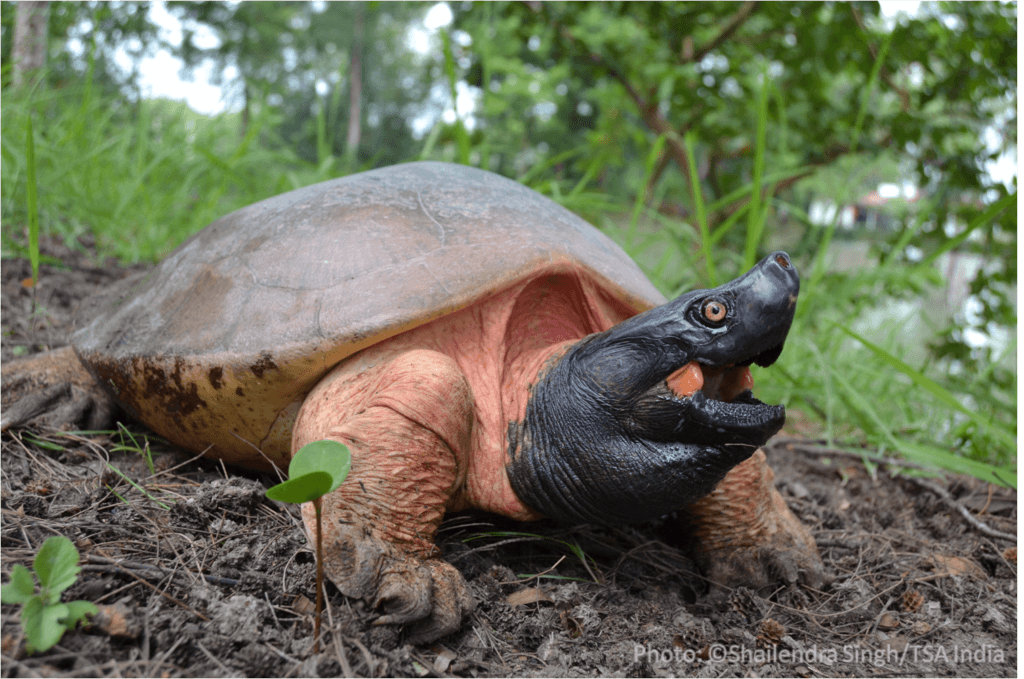 Norther River Terrapin (Batagur baska) - People's Trust for Endangered ...
