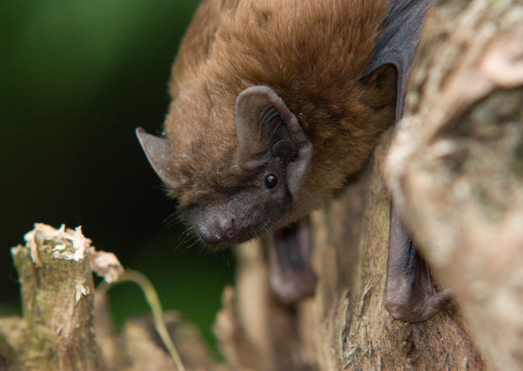 Common noctule (Nyctalus noctula) shutterstock By Denisa Mikesova ...