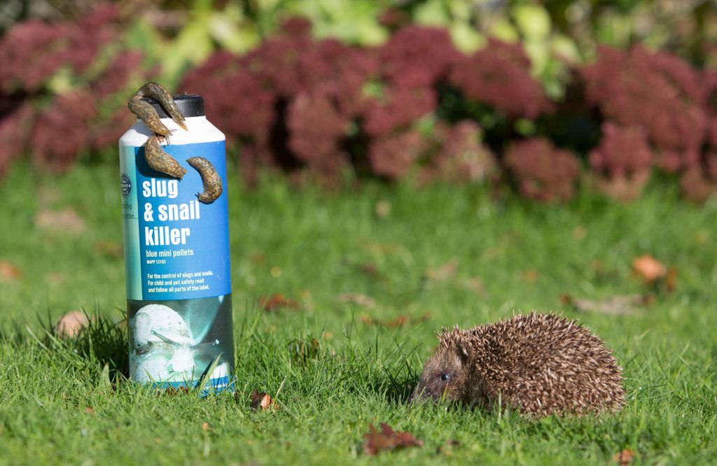 Slug-killer-and-hedgehog-hedgehog-street - People's Trust for ...