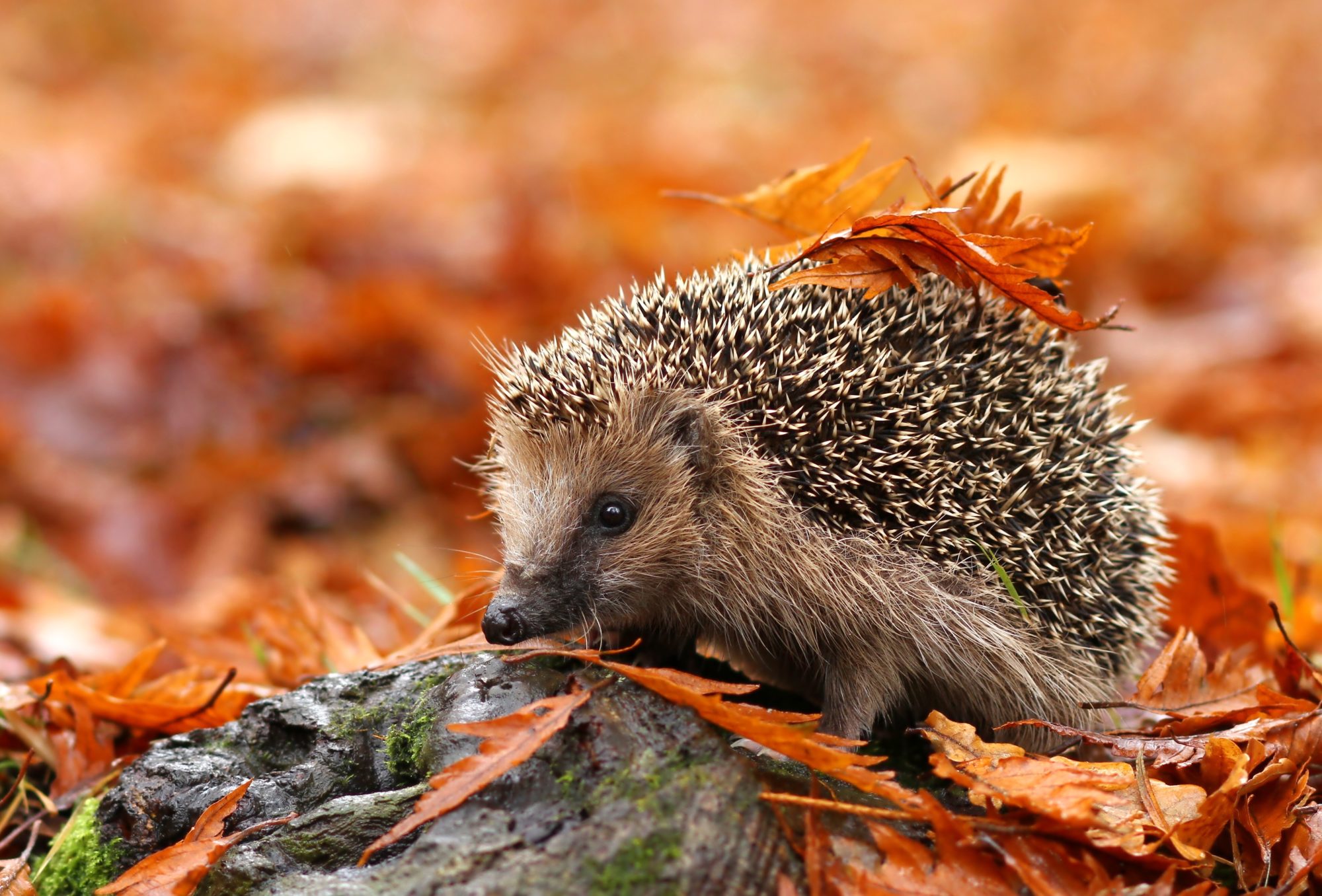 Hedgehogs People s Trust For Endangered Species