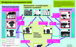 Hedgerows - People's Trust for Endangered Species