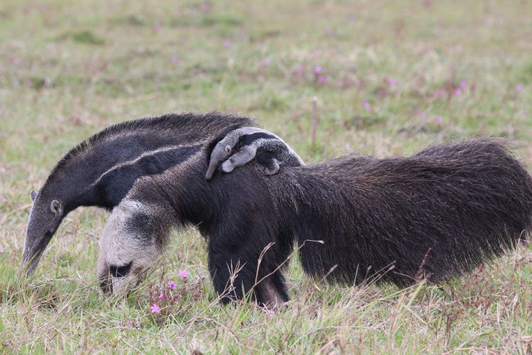 Giant anteaters in Brazil - People's Trust for Endangered Species