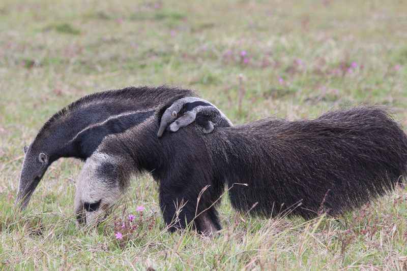 Giant anteaters in Brazil - People's Trust for Endangered Species