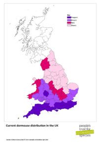 Hazel dormice range and distribution in the UK