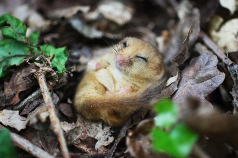 Hazel dormouse ecology - People's Trust for Endangered Species