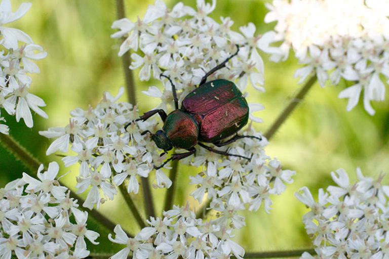 Unexpected noble chafer discovery in ancient hawthorn