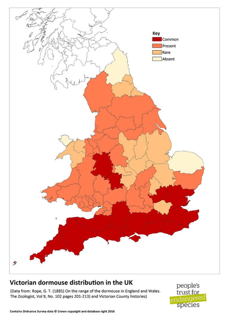 Hazel dormice range and distribution in the UK