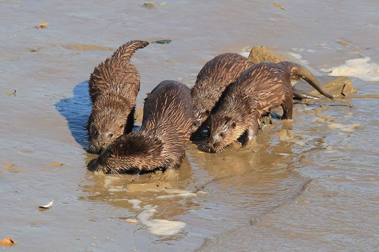 Measuring otter populations - People's Trust for Endangered Species