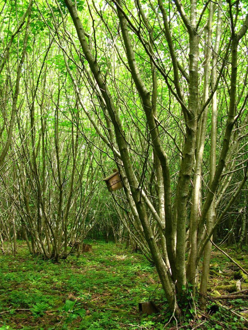 Dormouse training - People's Trust for Endangered Species