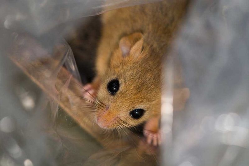 Dormouse training - People's Trust for Endangered Species
