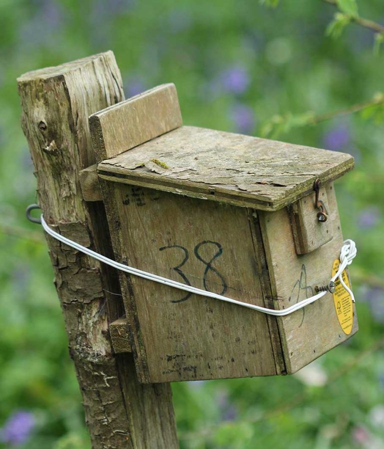 Dormice reintroductions - People's Trust for Endangered Species