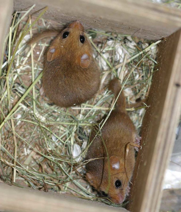 Dormice reintroductions - People's Trust for Endangered Species