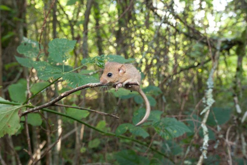 Hazel-dormouse-in-Briddlesford-Woods-Isle-of-Wight-Credit-Clare ...