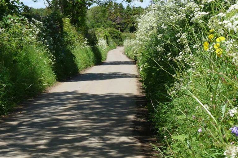 Top tips for managing hedgerows - People's Trust for Endangered Species