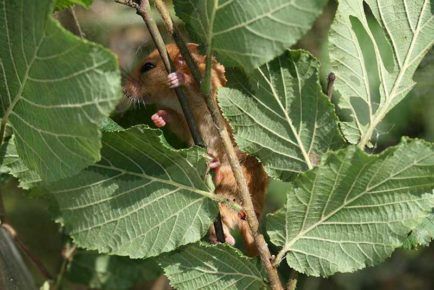 John-Webley-Hazel-Dormouse-Footprint-Tunnels-PTES-surveying-and ...