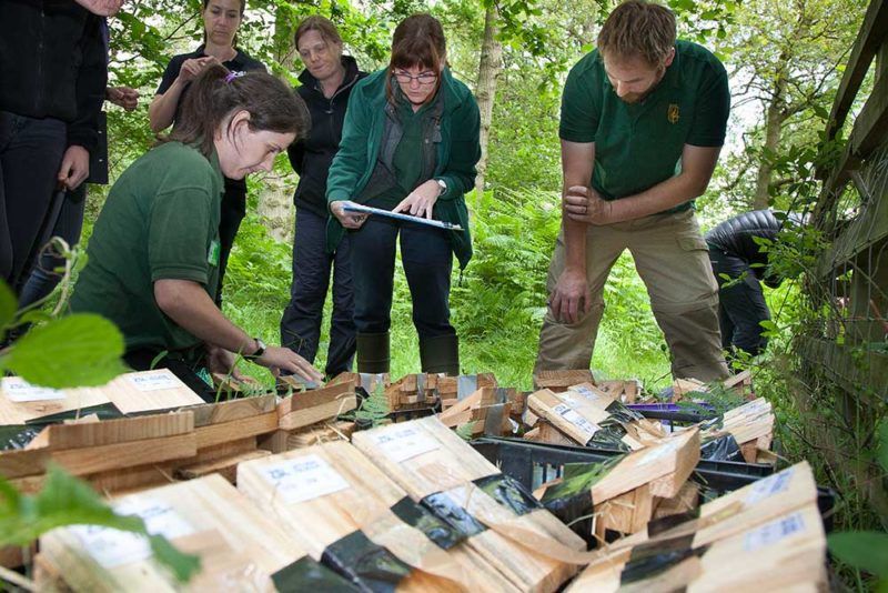 Hazel dormouse nest boxes - People's Trust for Endangered Species