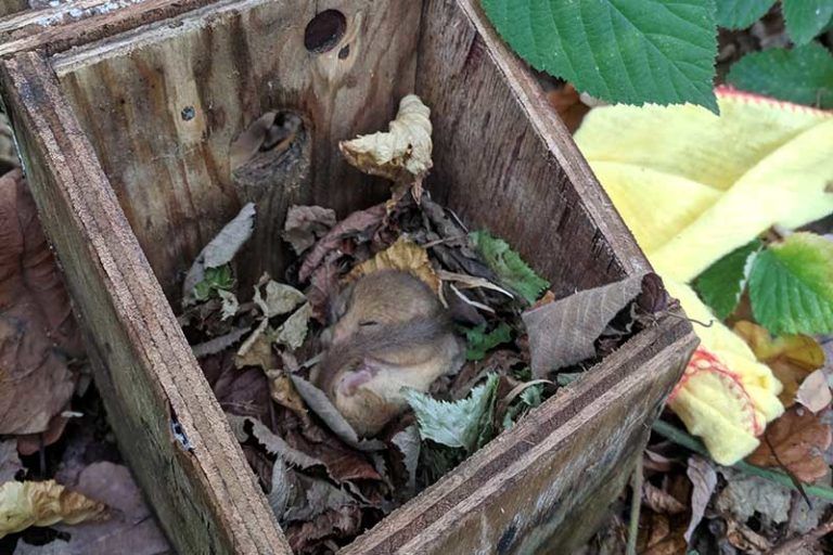 Hazel dormouse nest boxes - People's Trust for Endangered Species