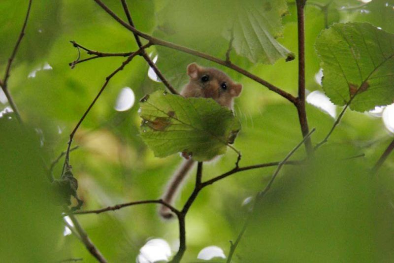 Dormice reintroductions - People's Trust for Endangered Species